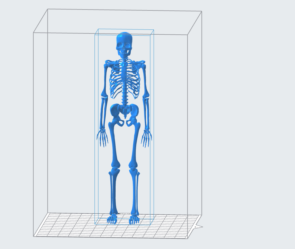 Stylized Human Skeleton – Downloadable 3D Model | Buy Art & Design ...